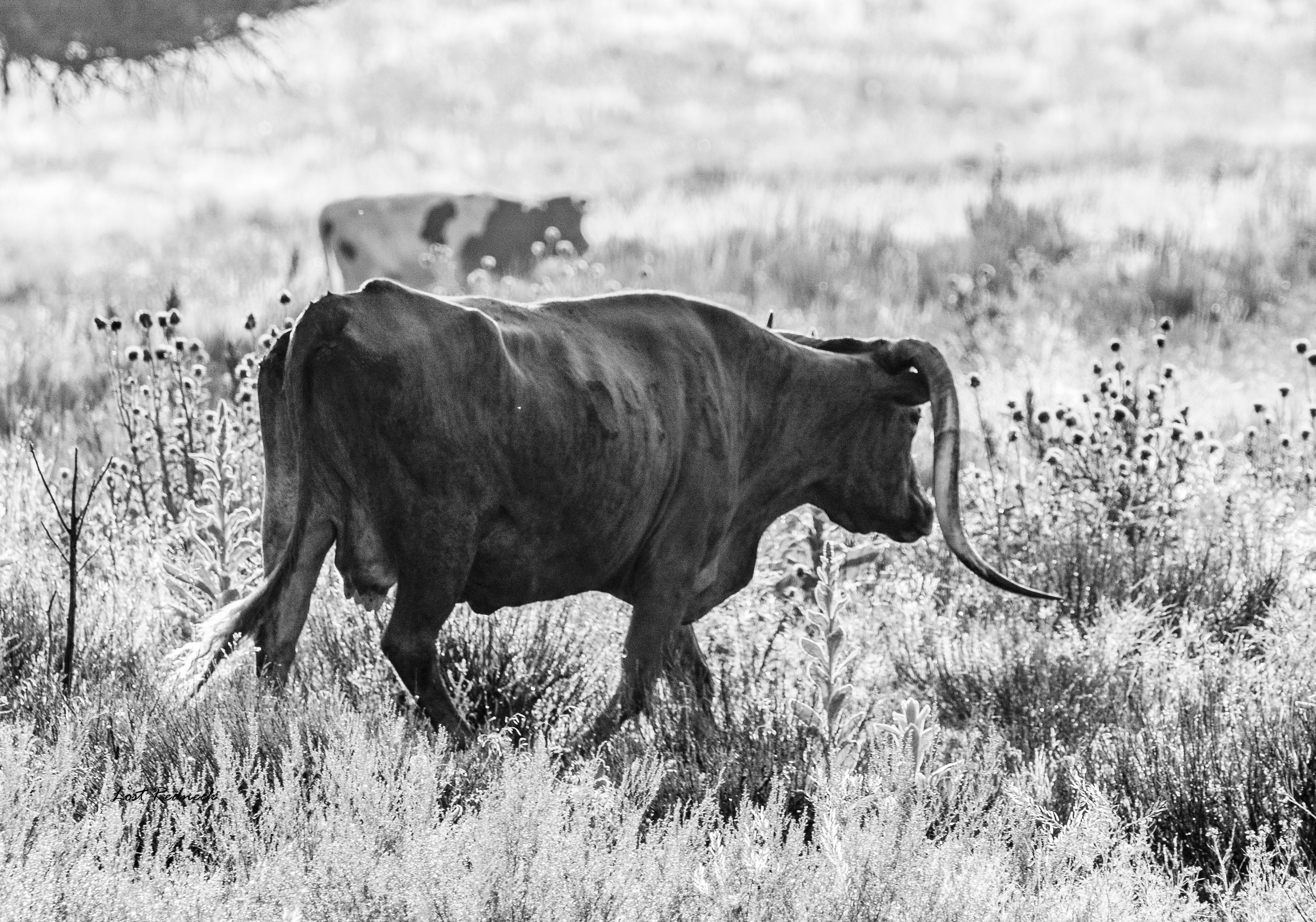 Horns,Hooves,Feathers and Fur. – Notallthatwander